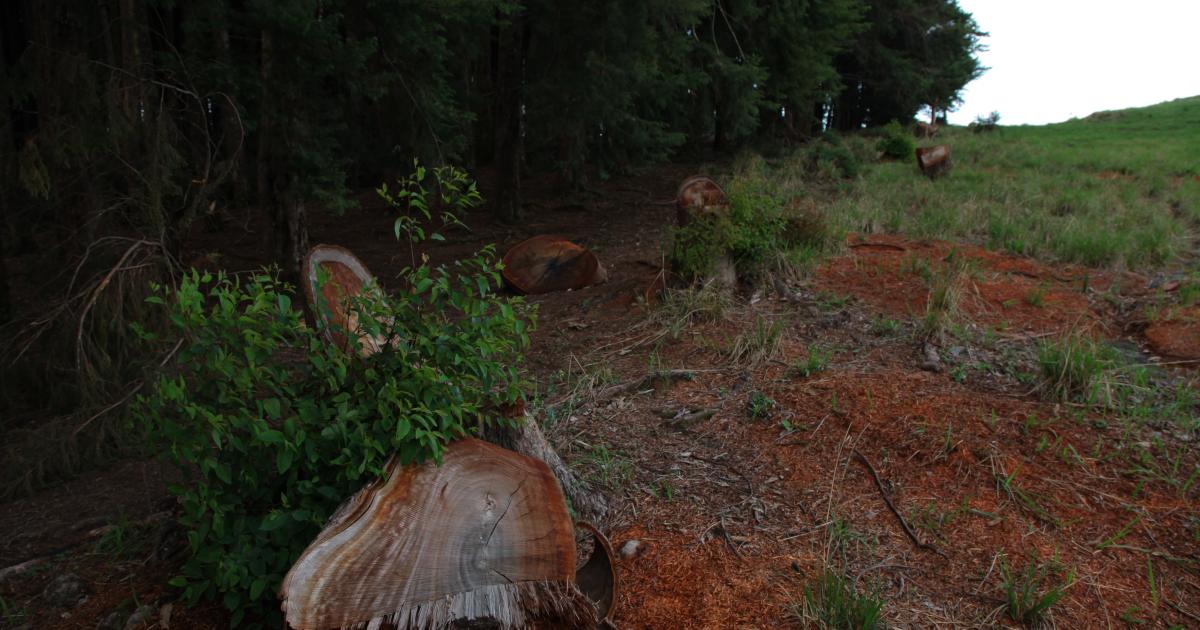 Stop cutting down trees! | Heinrich Böll Stiftung | Abuja office - Nigeria